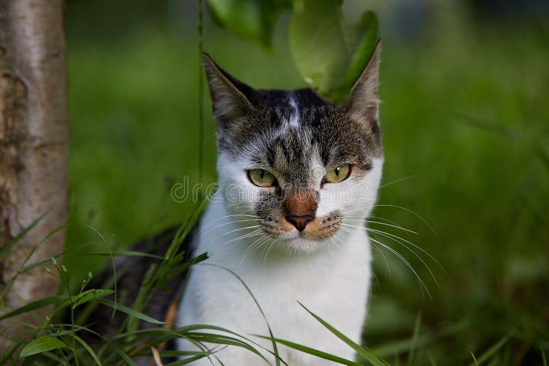 Cute Cat Looking at Camera. Natural Light Stock Image - Image of ...