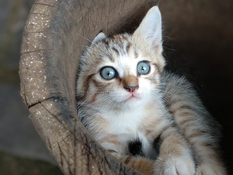 A Cute Cat Looking at the Camera Seriously Stock Image - Image of ...