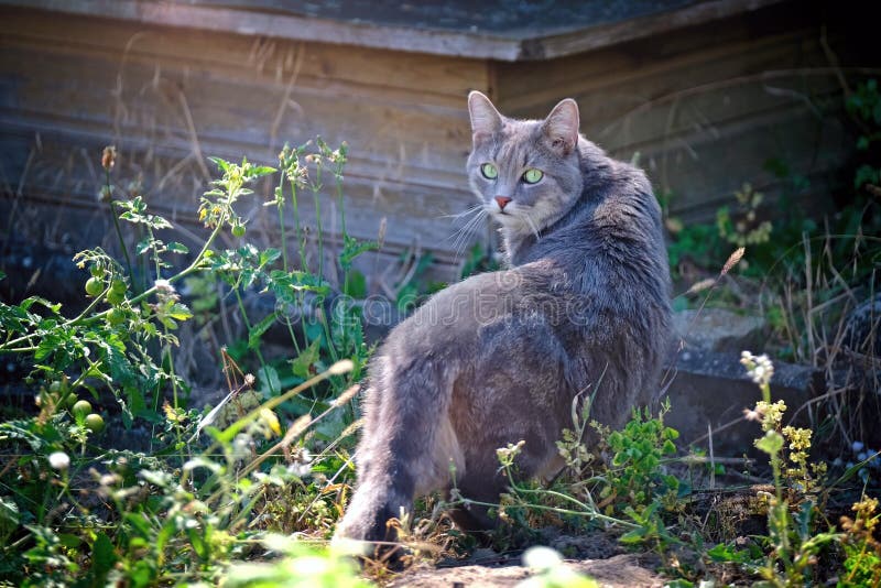 Cute Cat Looking Curious Under Sunshine Garden Stock Photos - Free ...