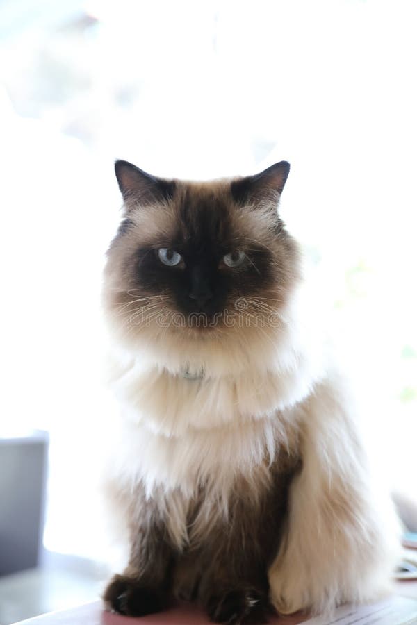 Cute cat looking stock photo. Image of looking, domestic - 135480438