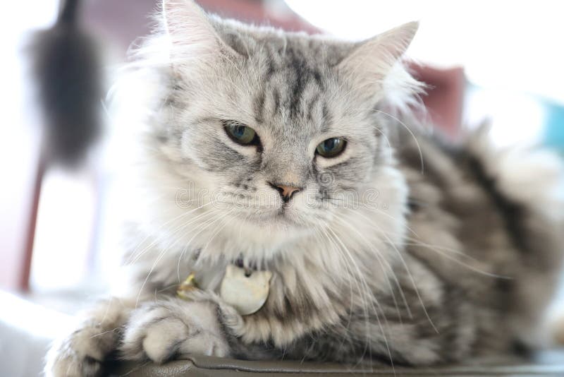 Cute cat looking stock photo. Image of funny, feline - 135480460