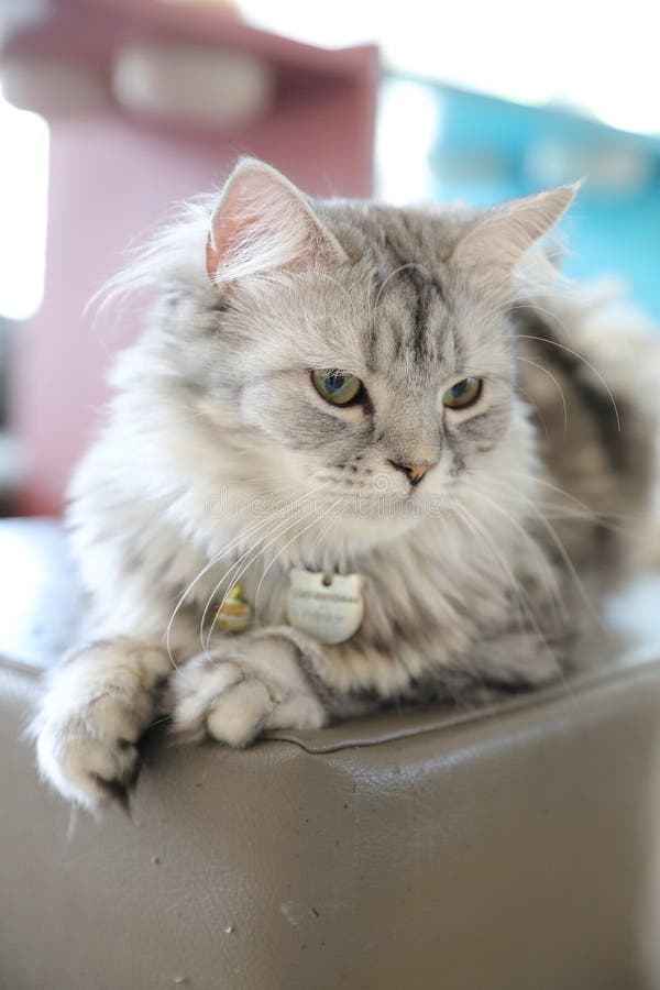 Cute cat looking stock photo. Image of funny, portrait - 135480462