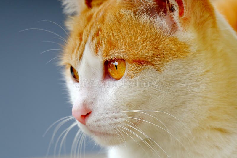 Cute caat look shocked stock photo. Image of small, playful - 79833868