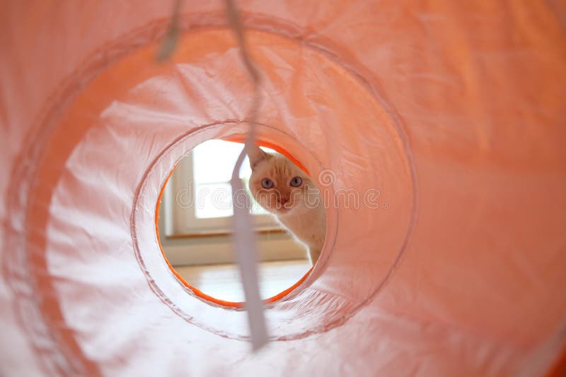 Cute Cat Looking Inside a Cat Tunnel Stock Image - Image of baby ...