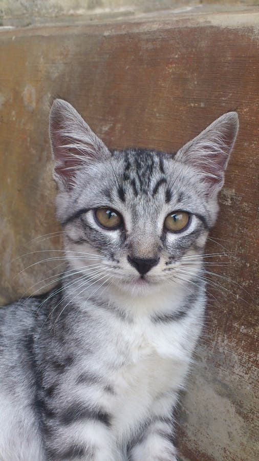 A Cute Cat Looking Serious on Camera Stock Image - Image of camera ...