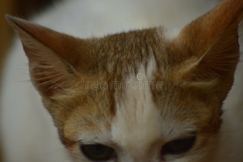Cute cat looking sharp stock photo. Image of nose, kitten - 183361886