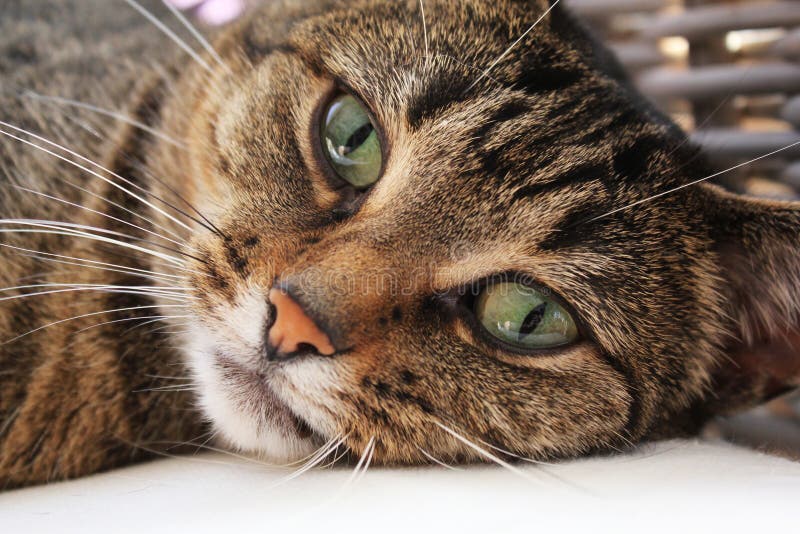 Cute Cat stock photo. Image of cute, catnames, whiskers - 74207048