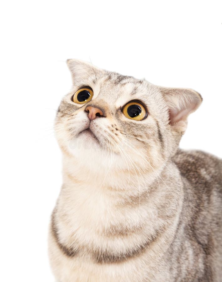 Cute cat looking up stock photo. Image of feline, adorable - 35588126