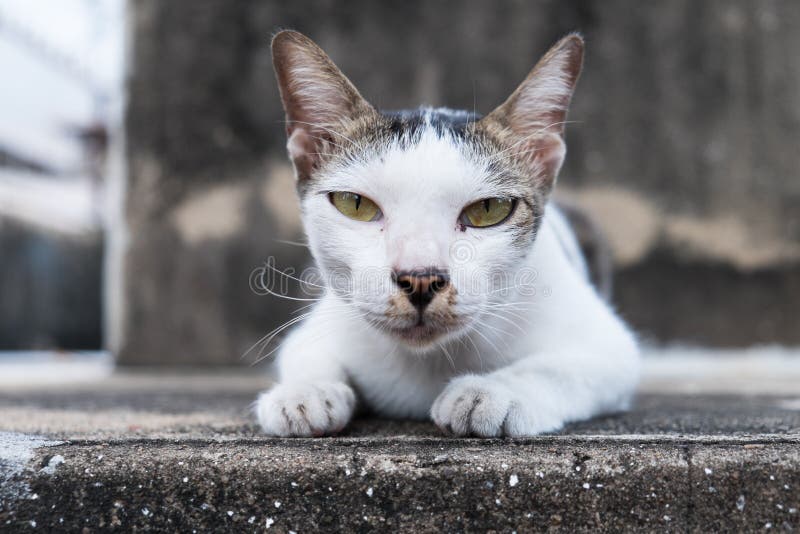 Cute cat looking at you stock photo. Image of little - 77193524