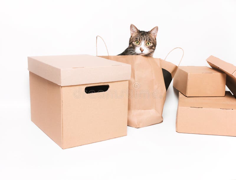 Cute Cat Looks Out of the Crafting Package. Stock Photo - Image of ...