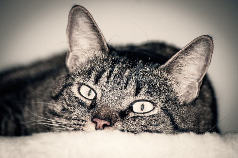 Cute cat looks at you stock photo. Image of portrait - 160591304
