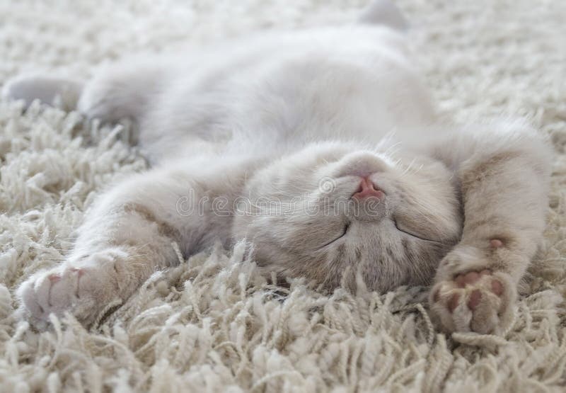 Cute Cat Lying on the Back Like on a Carpet Stock Photo - Image of ...