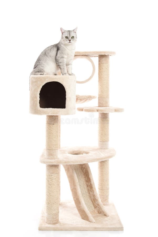 Cute Cat Lying on Cat Tower Stock Image - Image of tower, beautiful ...