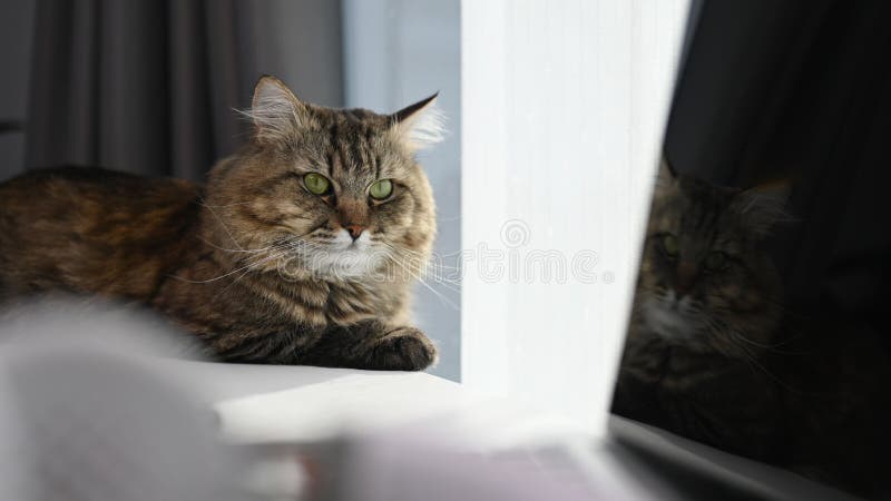 Cute Cat Lying on Desk with Laptop at Home. Stock Photo - Image of ...