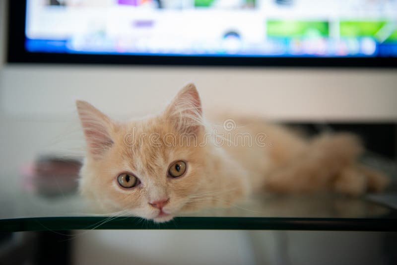 Cute Cat is Lying in Front of Computer on the Working Desk Stock Photo ...