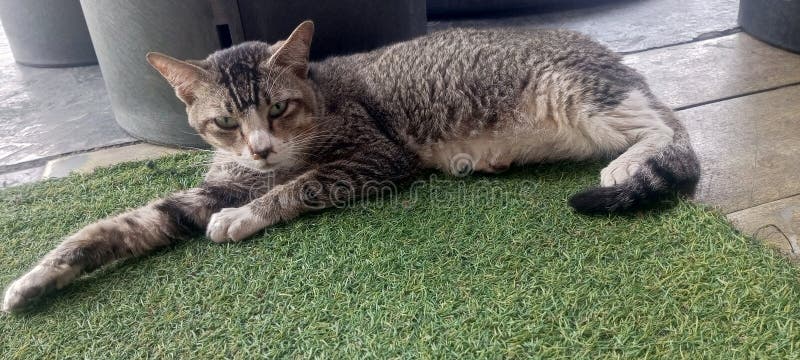 Cute Cat Lying on the Green Carpet Grass Stock Image - Image of carpet ...