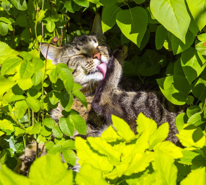 Cute Cat Lying in the Hedge Stock Image - Image of skin, home: 33078473