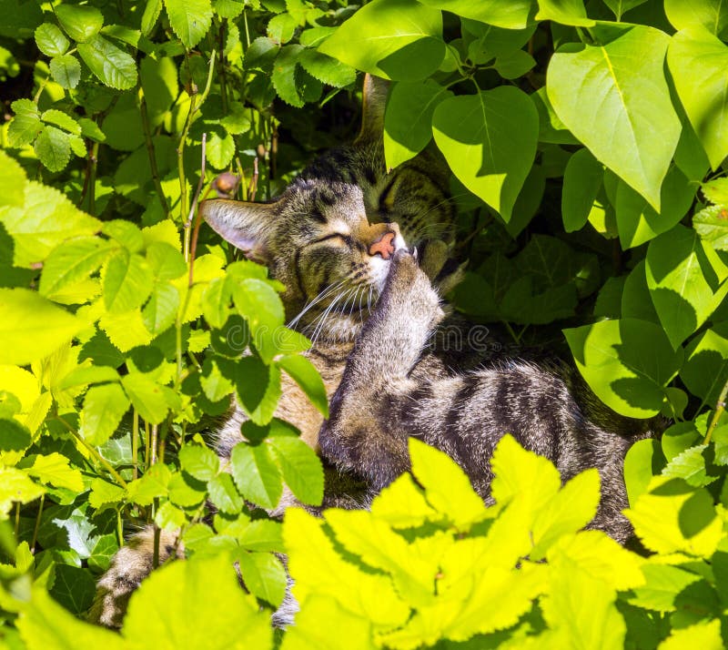 Cute Cat Lying In The Hedge Stock Photo - Image of summer, kitten: 33078502