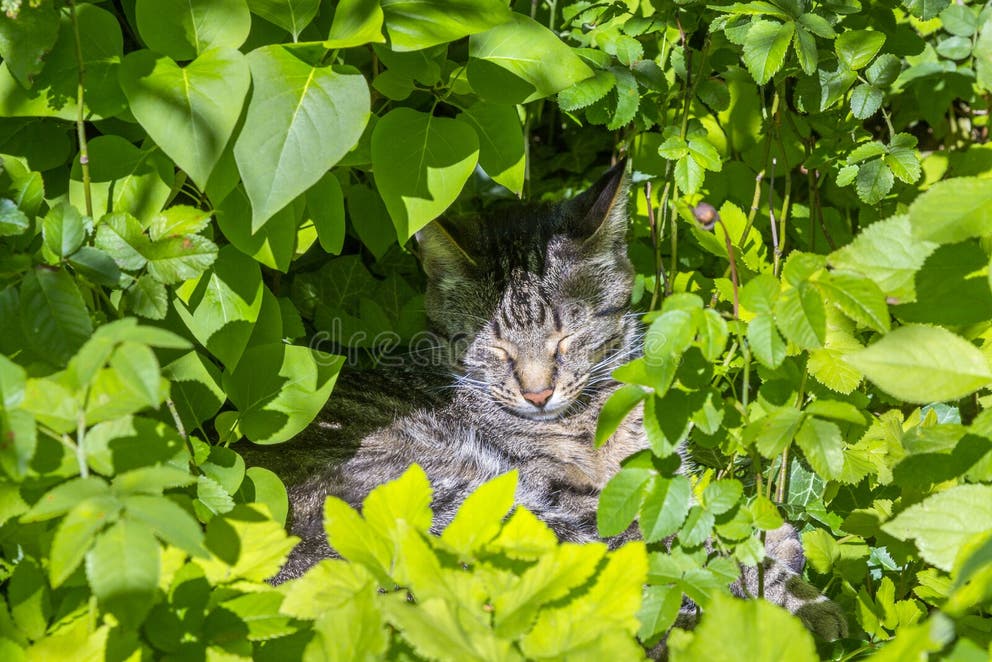 Cute Cat Lying in the Hedge Stock Photo - Image of lazy, tabby: 87691036