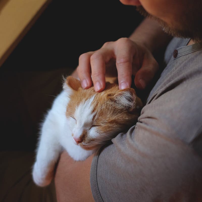 Cute Cat Lying on the Human`s Hand. Stock Image - Image of lying, cute ...