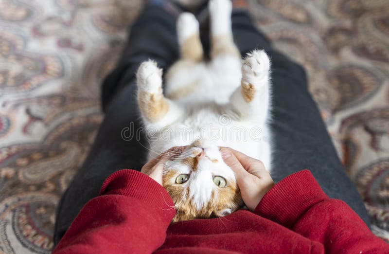 Cute Cat Lying on the Human S Legs Stock Image - Image of hands, relax ...