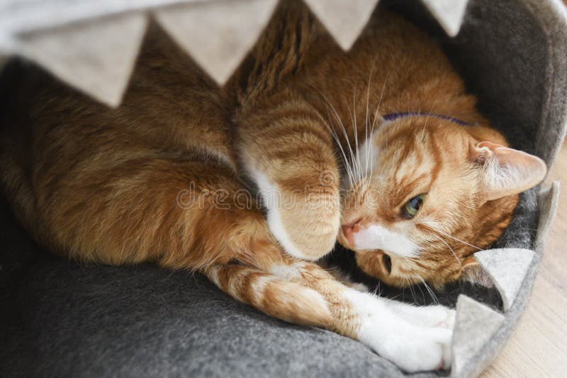 A Cute Cat Lying in Its Den Stock Image - Image of whisker, sweet ...