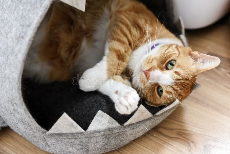 A Cute Cat Lying in Its Den Stock Image - Image of whisker, sweet ...