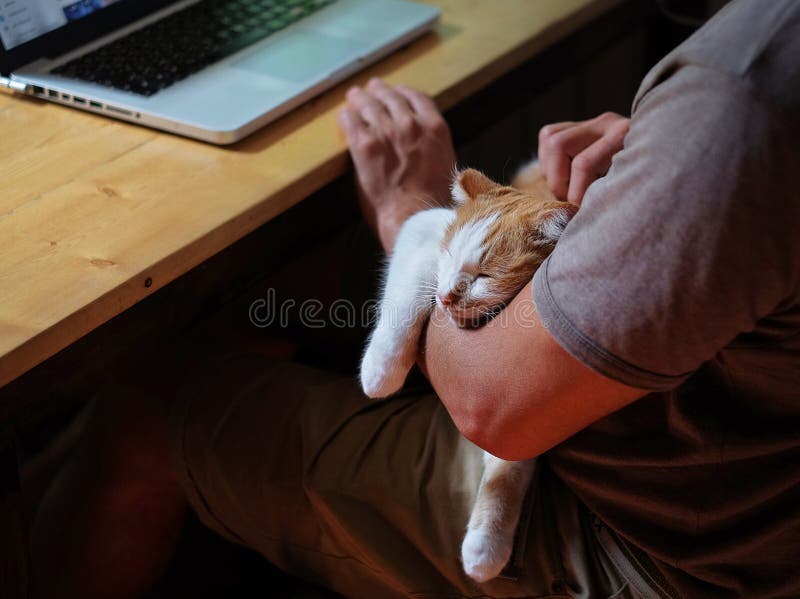 Cute Cat Lying on the Man`s Hand. Stock Photo - Image of holding ...
