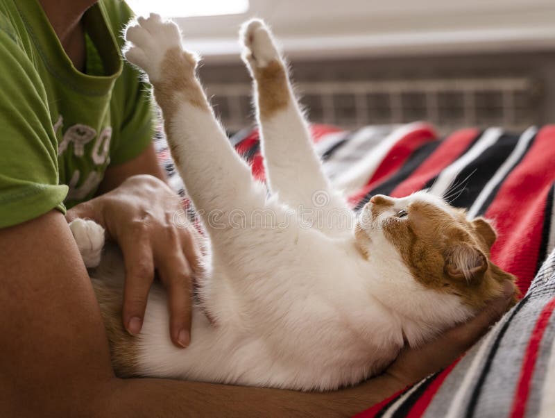 Cute Cat Lying on the Man S Hands and Stretching Out Paws Stock Image ...