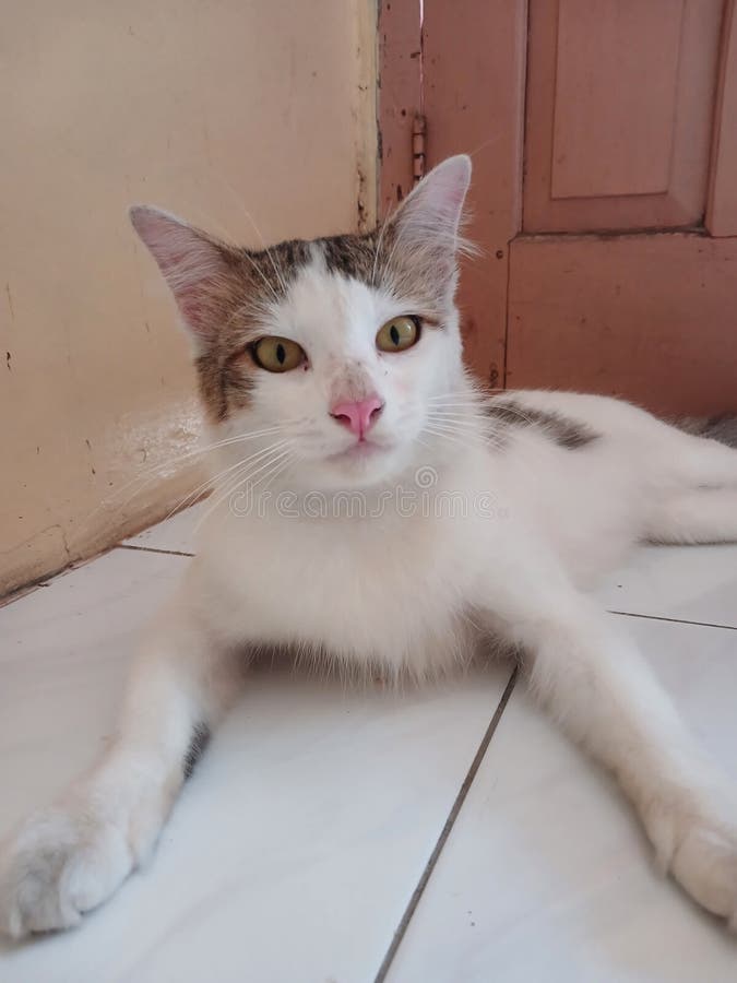 Cute Cat is Lying Relaxed in the Room Stock Photo - Image of room ...