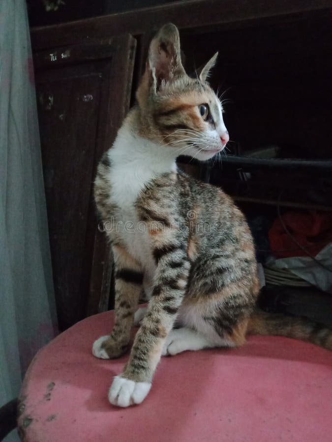 Cute cat meow stock image. Image of nose, animal, meow - 186281319