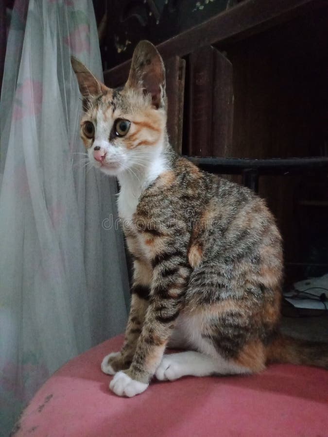 Cute cat meow stock photo. Image of kitten, wildcat - 186281334