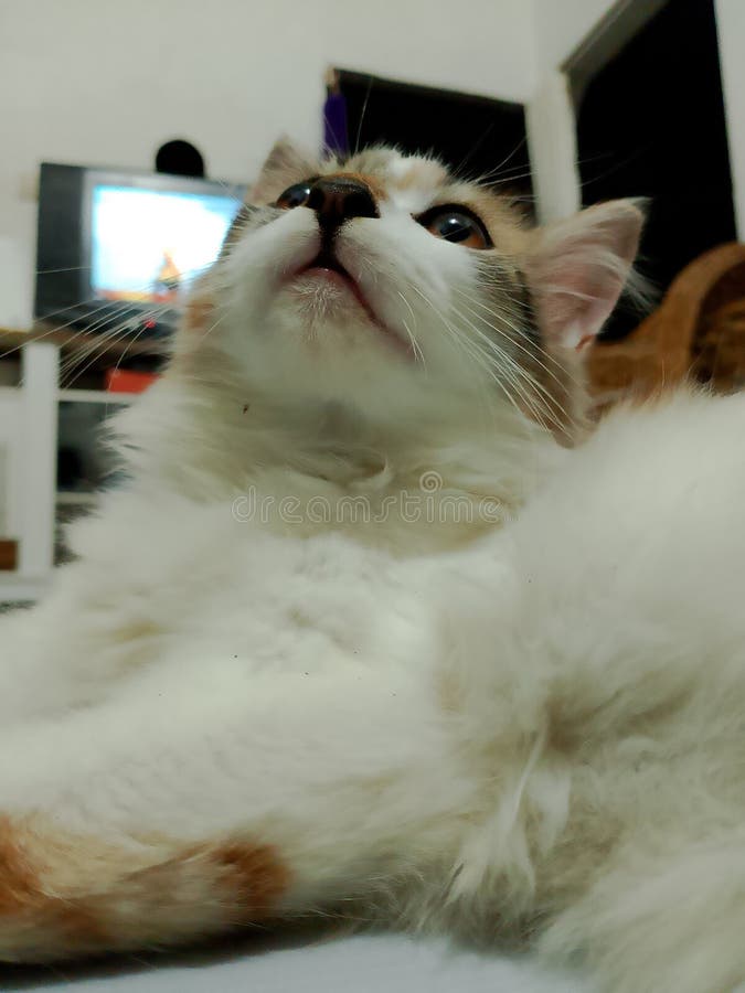 A Cute Cat with Mixed Yellow Color Stock Image - Image of mixed, yellow ...