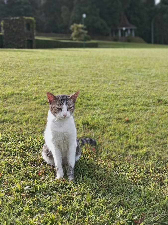 Portrait of a Cute Cat Sitting on Grass Field in the Morning Stock ...