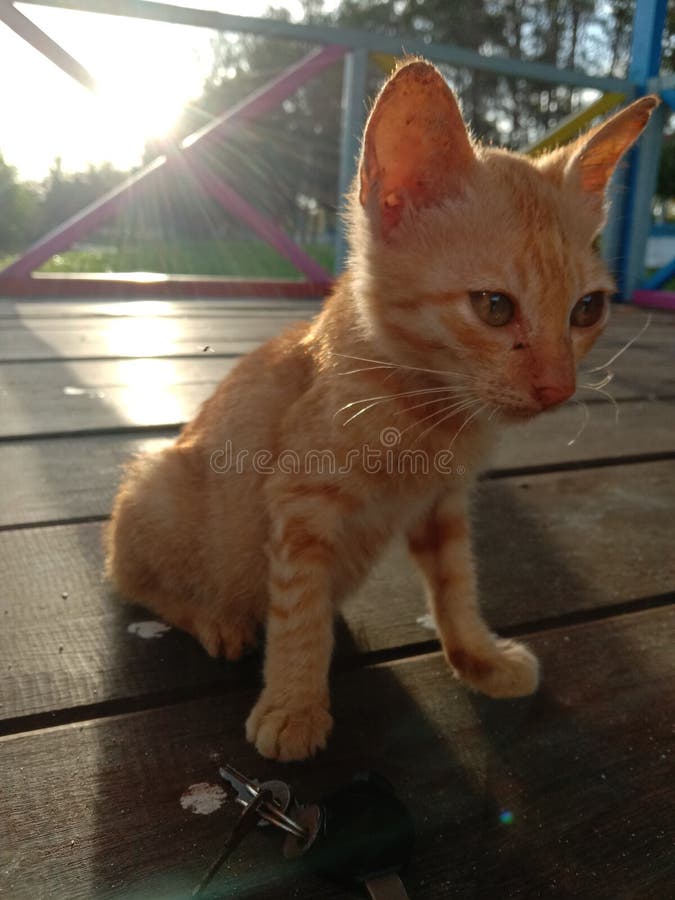 Cute Cat Models stock photo. Image of mammal, cute, funny - 208593884