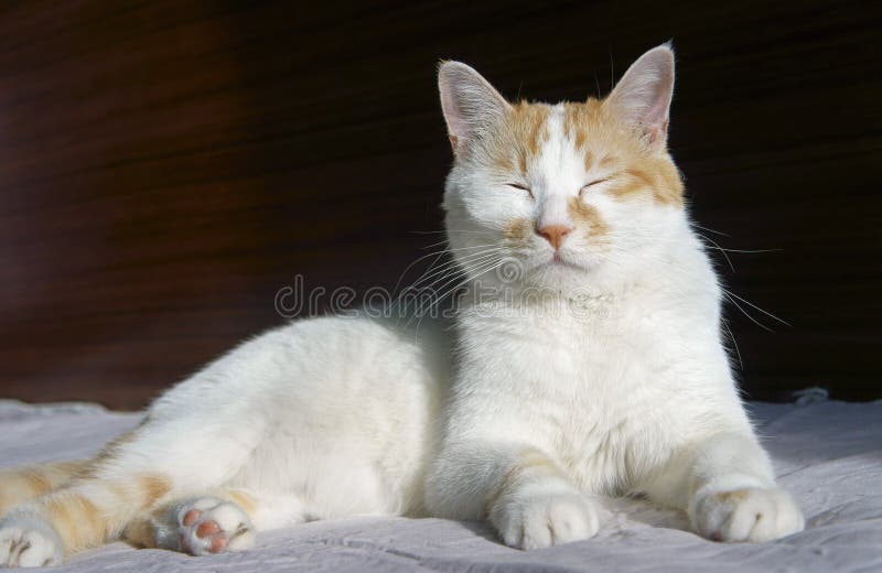 Cute cat nap stock photo. Image of light, animal, closeup - 21104104