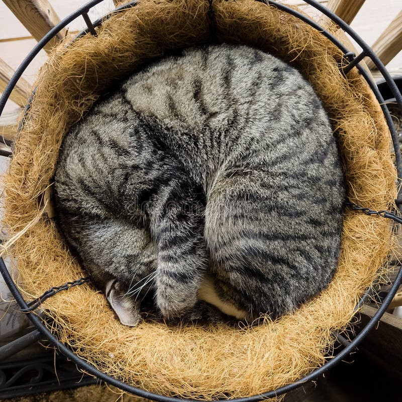 Cute Cat Napping in a Basket Outdoors Stock Photo - Image of whiskers ...