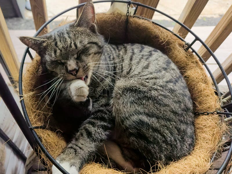 Cute Cat Napping in a Basket Outdoors Stock Photo - Image of adorable ...