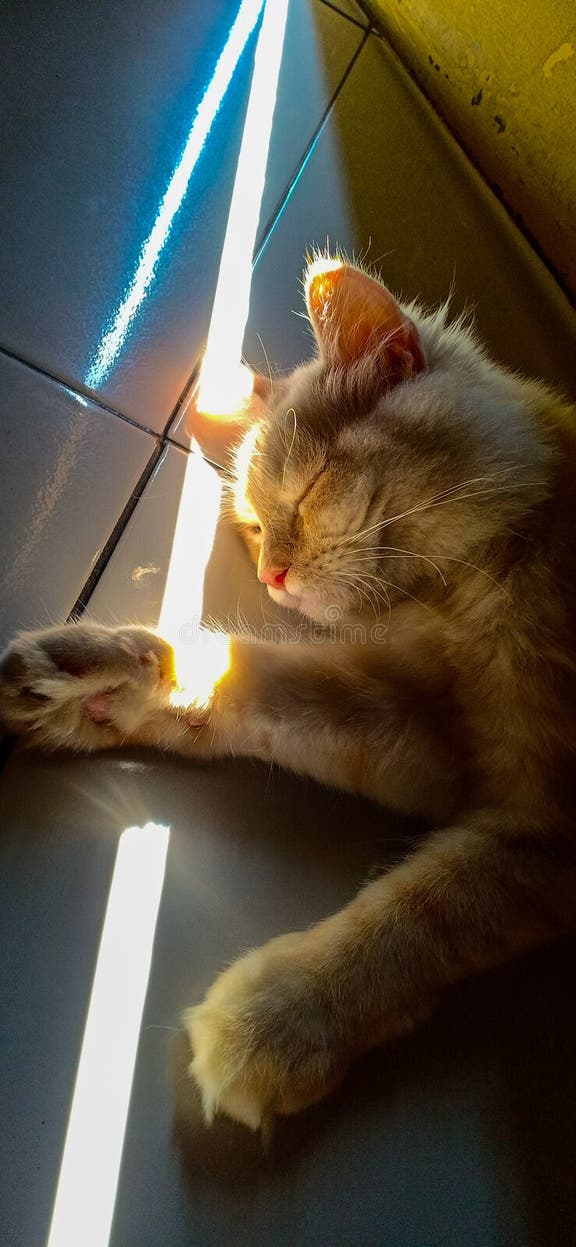 Cute cat napping in noon stock image. Image of noon - 267983973