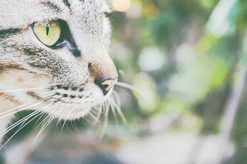 Cute cat in nature garden stock photo. Image of mammal - 47779372