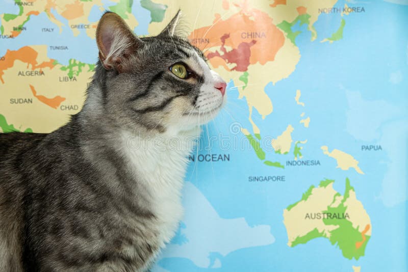 Cute Cat Near World Map. Travelling with Pet Stock Photo - Image of ...