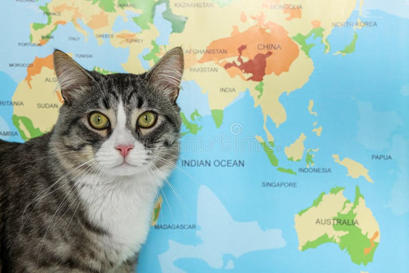 Cute Cat Near World Map. Travelling with Pet Stock Image - Image of ...
