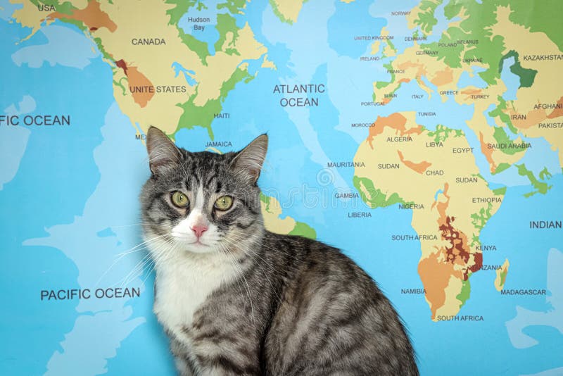 171 World Map Cat Stock Photos - Free & Royalty-Free Stock Photos from ...