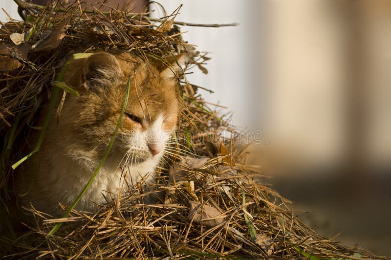 Cute cat in the needles stock photo. Image of animals - 46714368