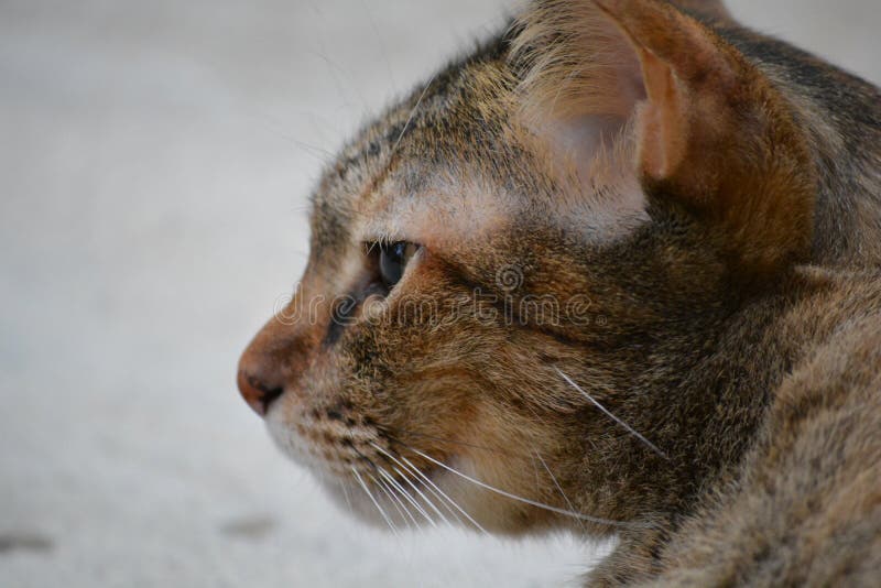 Cute cat stock photo. Image of colorful, thinking, side - 41010106