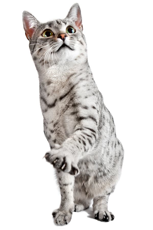 Cute Cat with One Paw Raised Stock Image - Image of green, pure: 22953591