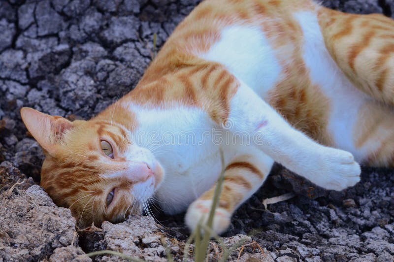 Cute Cat Orange Sleep on stock photo. Image of snout - 181916502