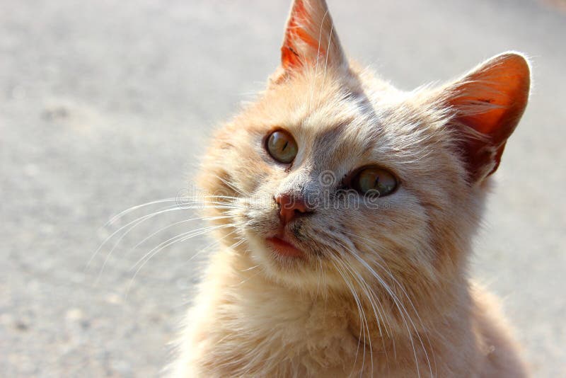 Cute cat stock image. Image of animal, garden, licking - 51500273