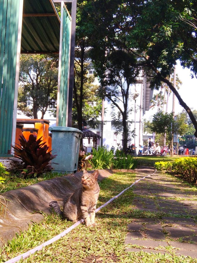 Cute cat in the park stock image. Image of calm, summer - 321974939