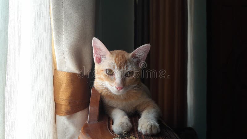 Cute cat Pat Katty stock photo. Image of patkatty, katty - 314515402